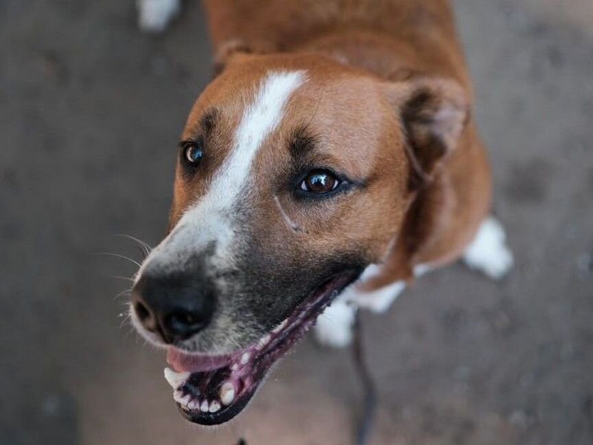 Дени нужен дом