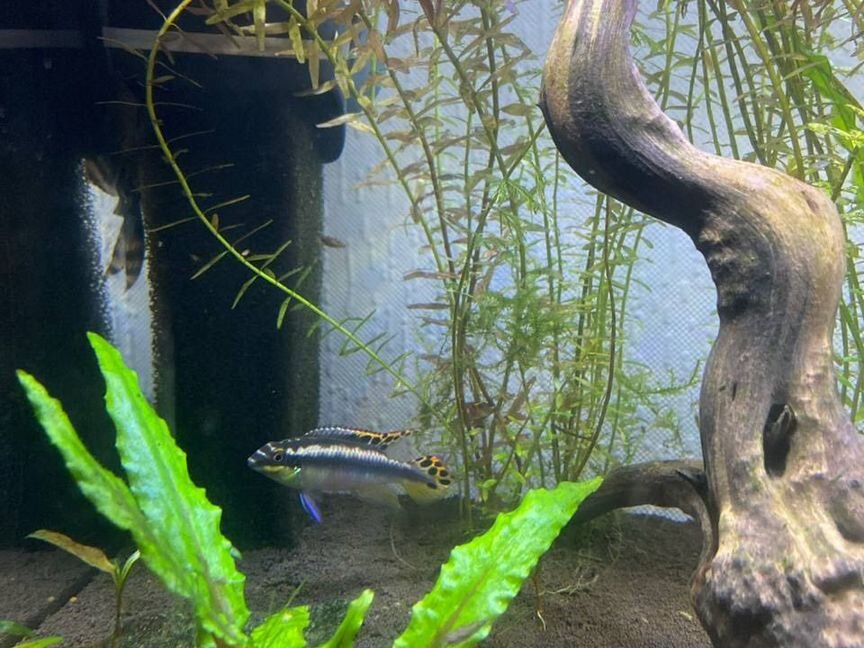 Пельвикахромис пульхера