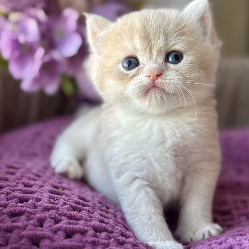 Британский короткошёрстный котёнок