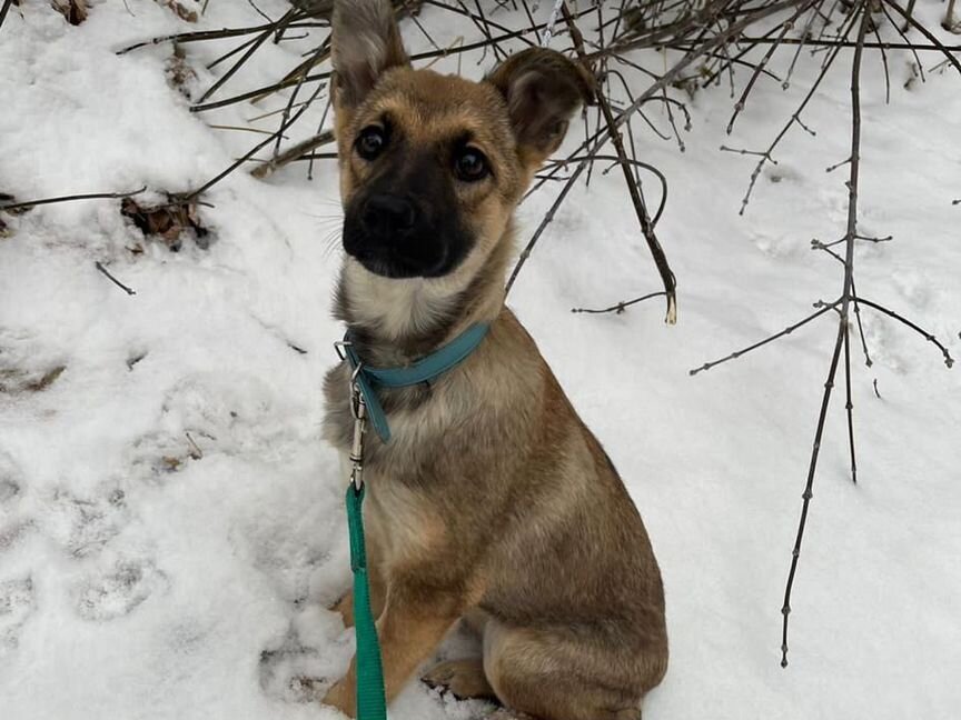 Щенуля в добрые руки бесплатно