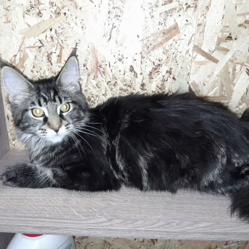 Кошки породистые