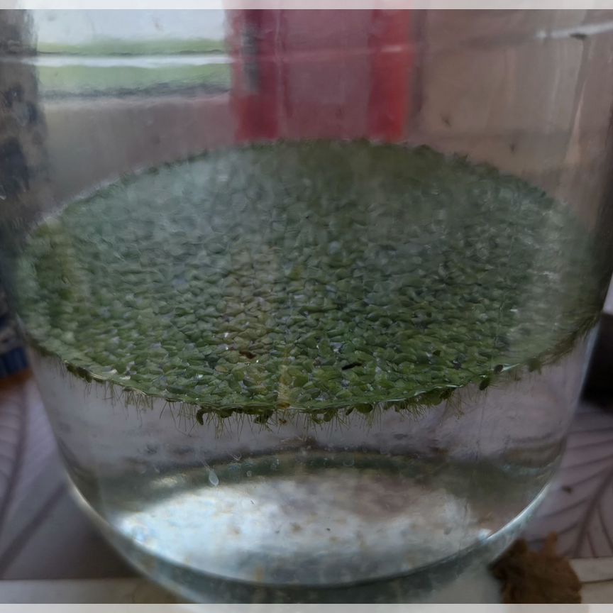 Ряска аквариумная