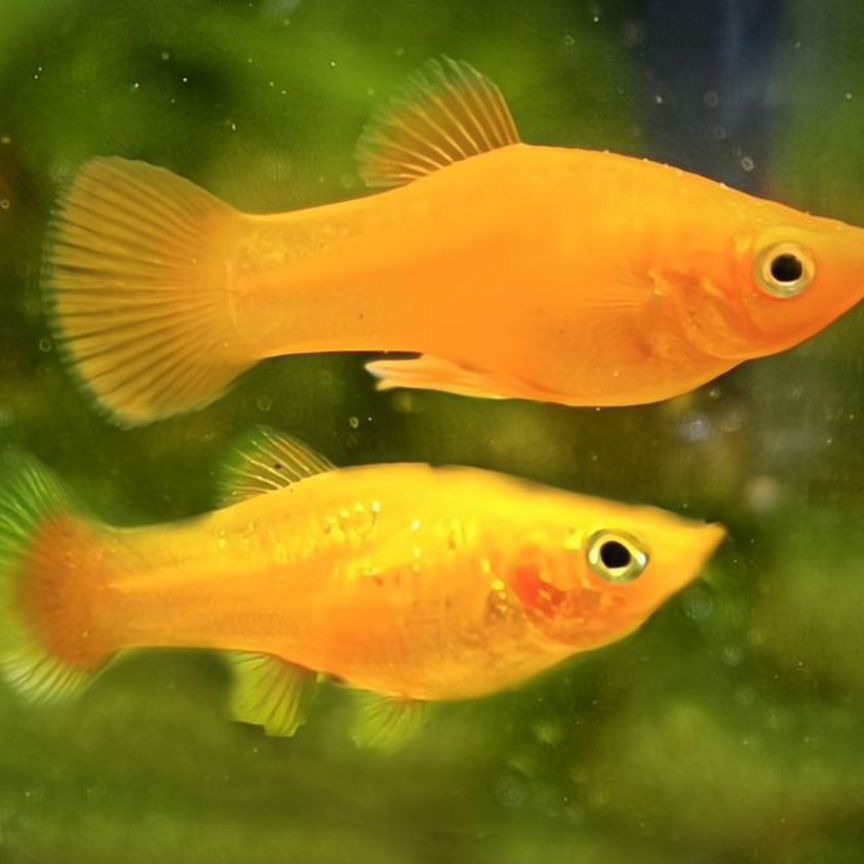 Молинезия 10 штук