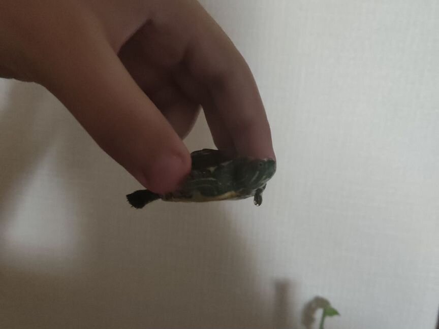 Красноухая черепаха бесплатно