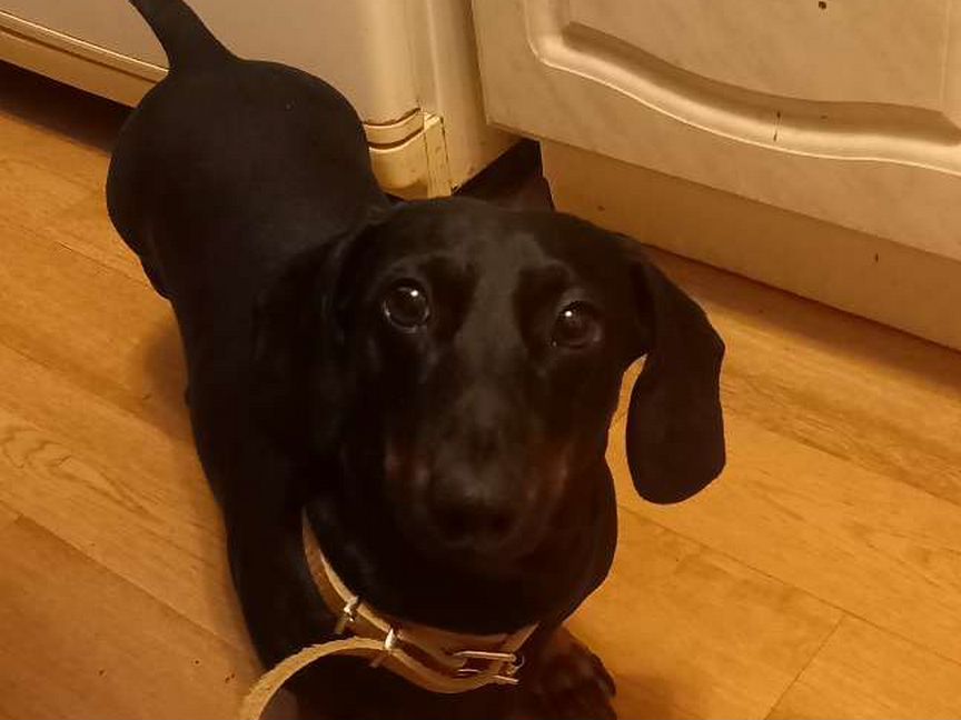 Мини такса в дар