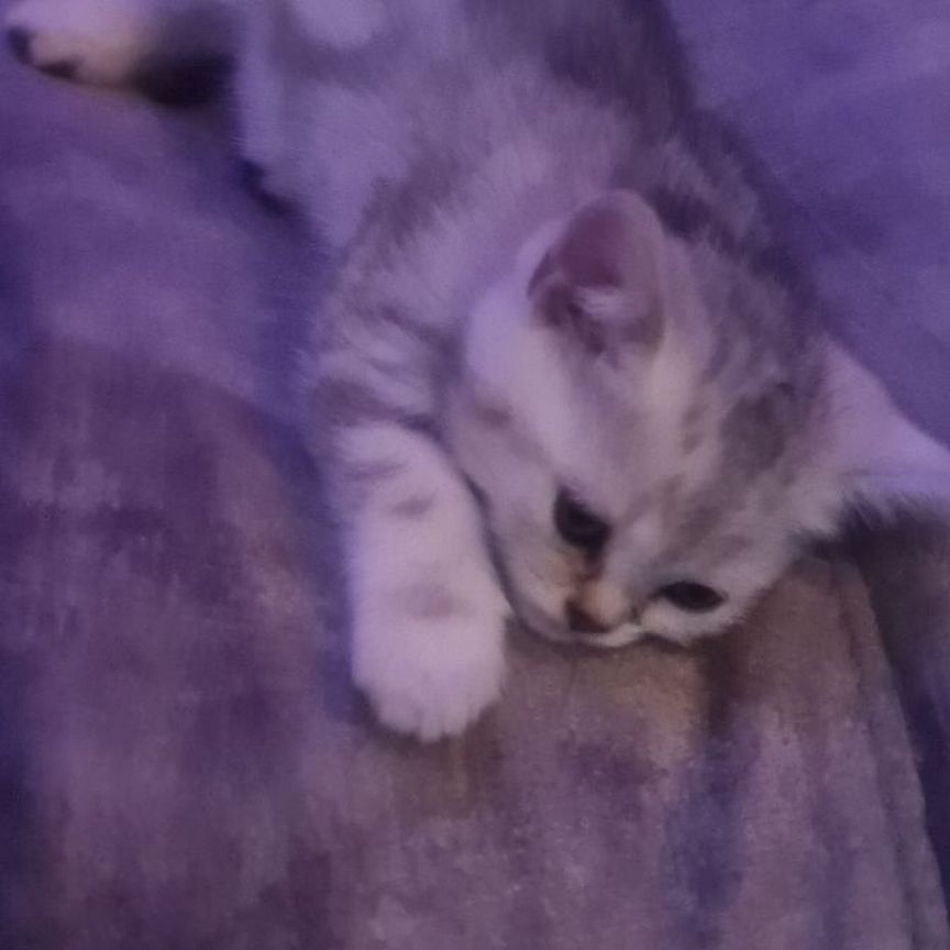 Шотландская