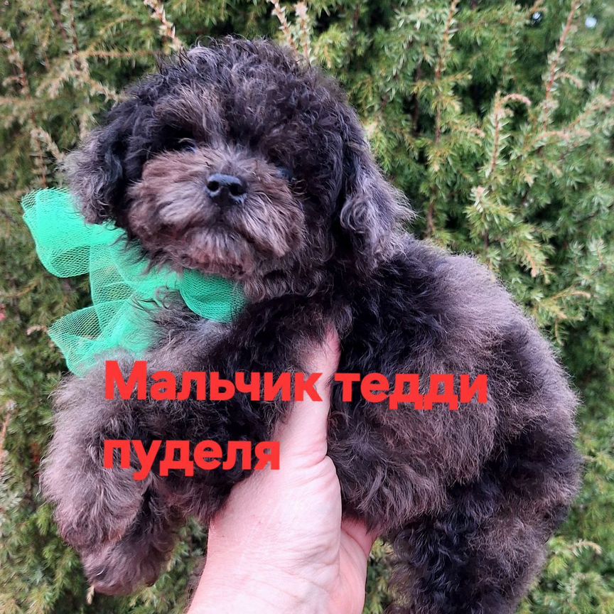 Той-пудель, щенок