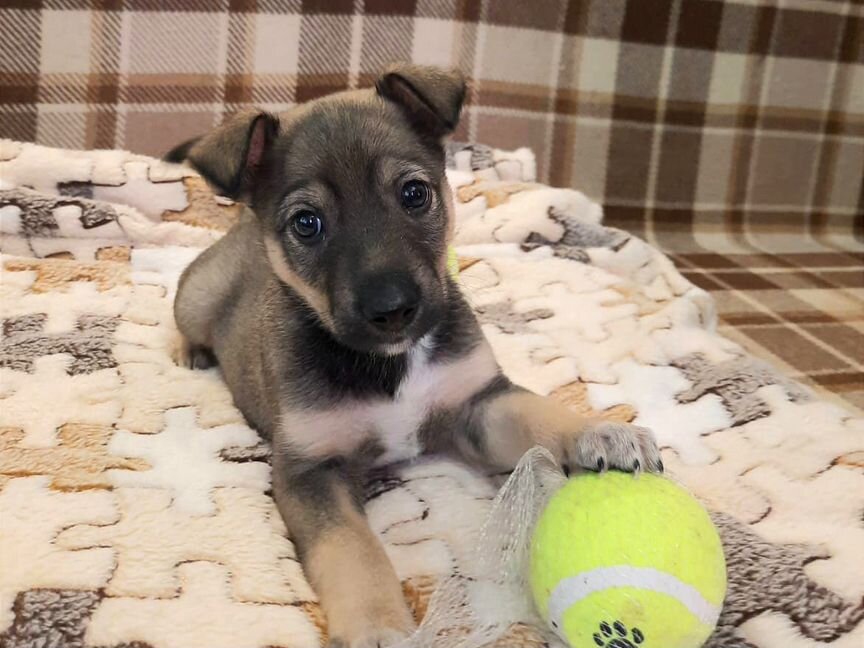 Милый щеночек в добрые руки