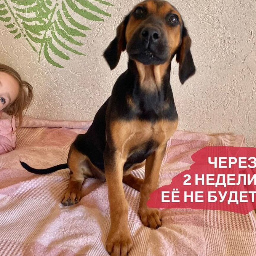Щенок в добрые руки