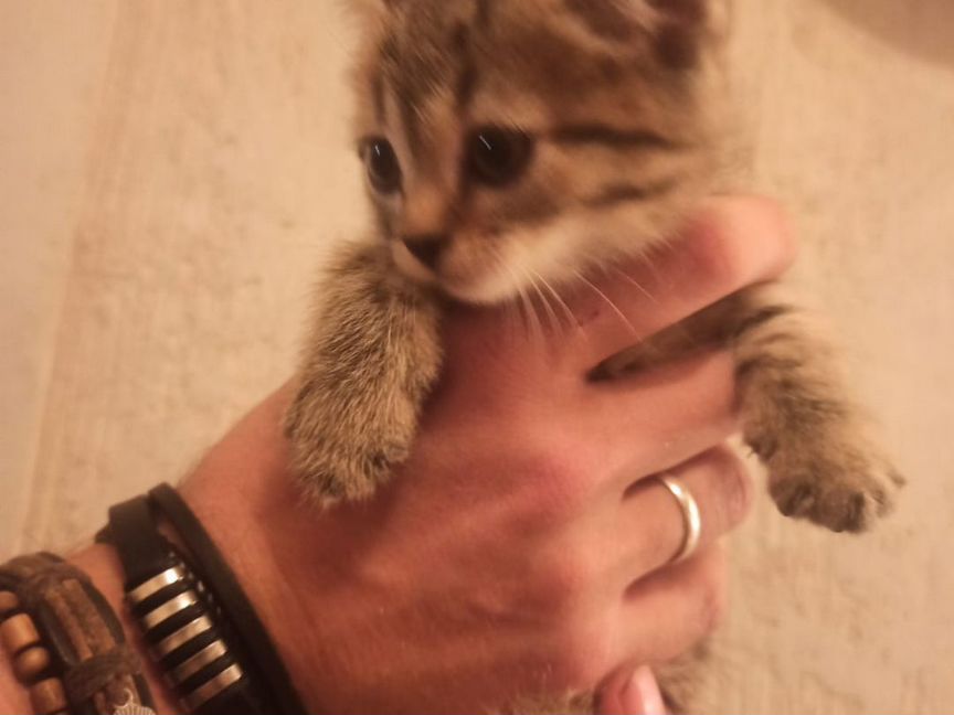 Шотландские прямоухие котята