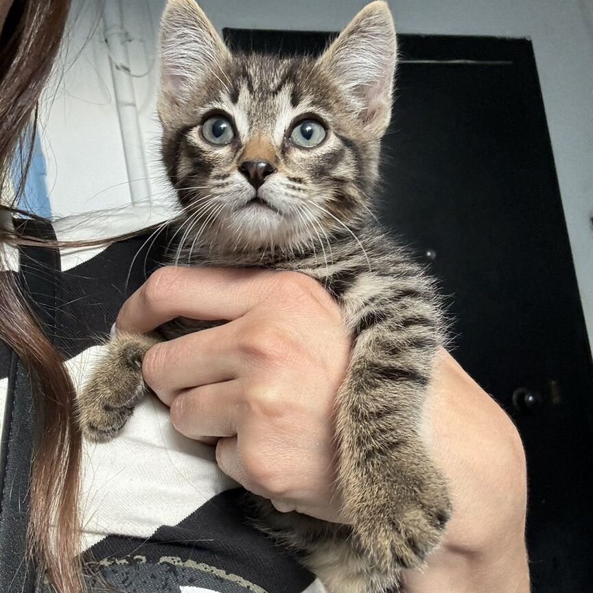 Тима 2 мес полосатый тигренок