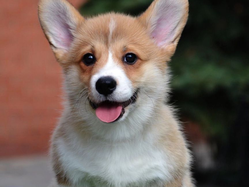 Перспективные щенки, вельш корги пемброк