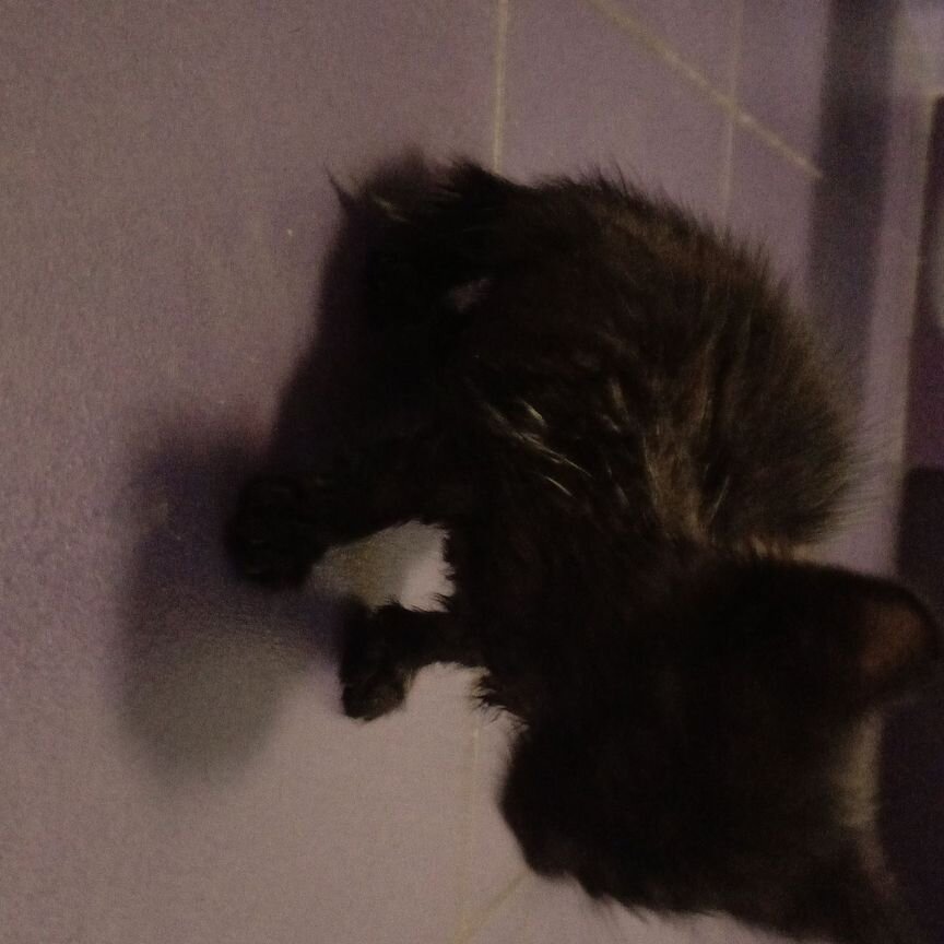 Кошечка