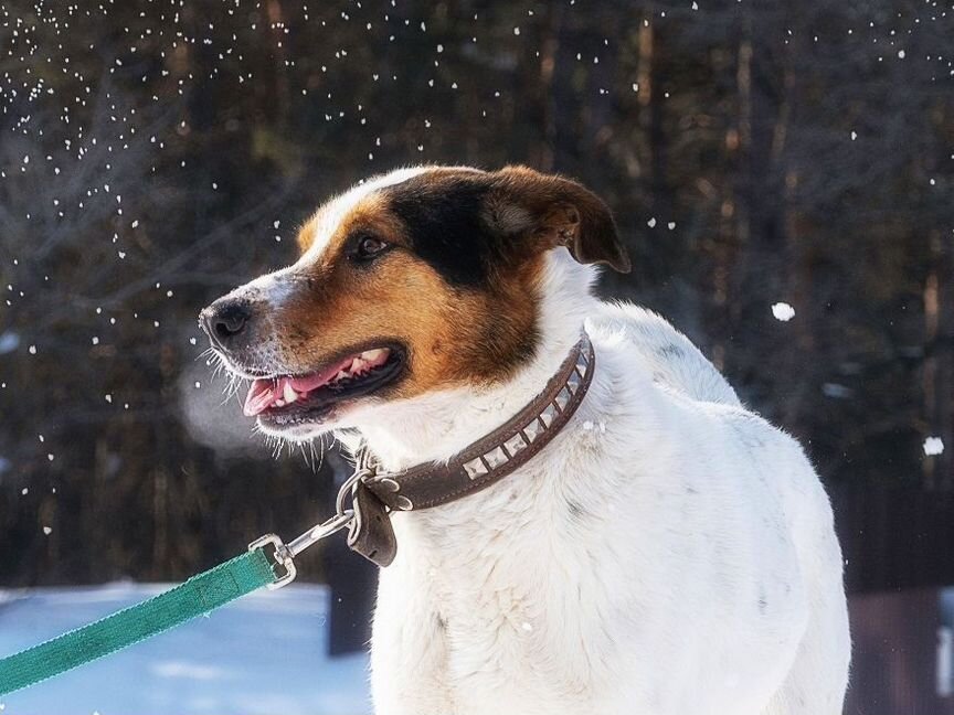 Хорошая собака в хорошие руки