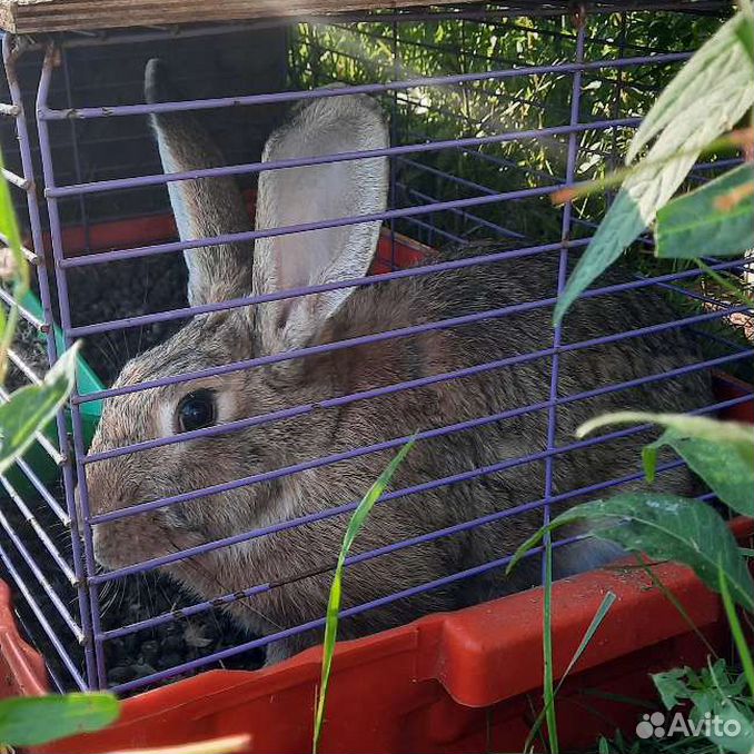 Кролики мясных пород