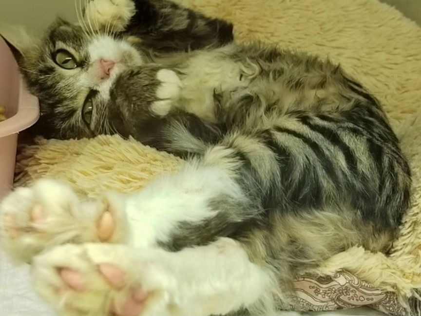 Невероятно ласковый котенок в поисках дома