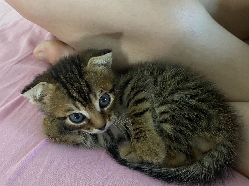 Вислоухий котенок