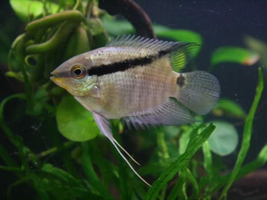 Цихлазома мезонаута