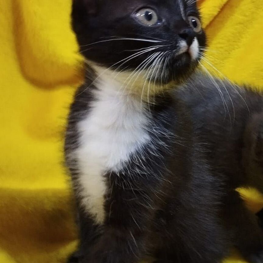 Сладкая Ириска в дар