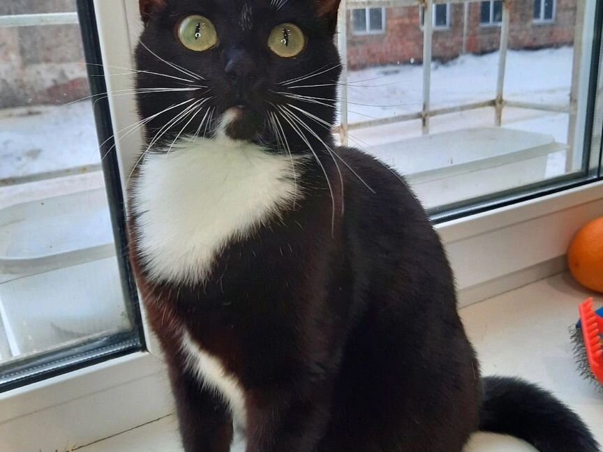 Кошка ищет дом