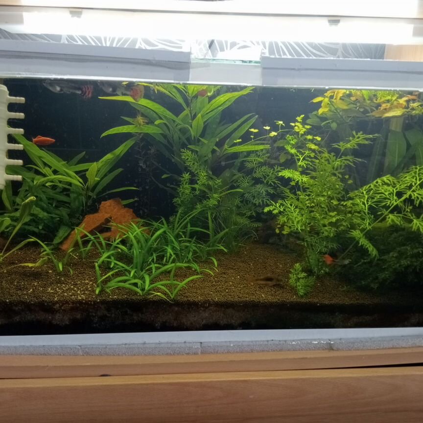 Аквариумная прополка