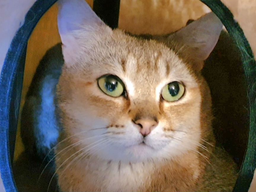 Котики манчкин в добрые руки