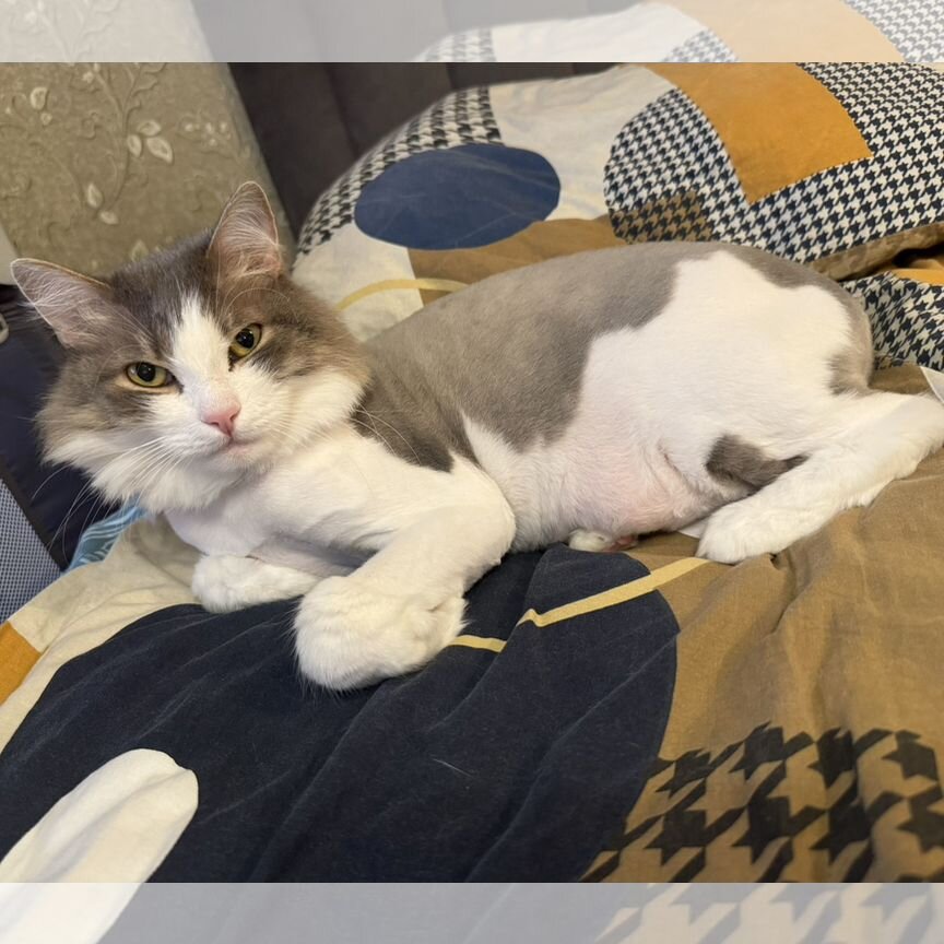 Сибирский, взрослый кот