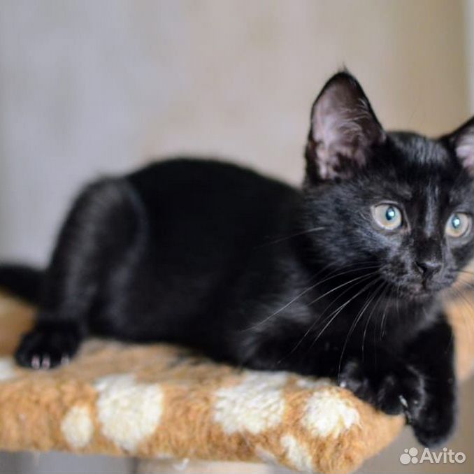 Грациозная маленькая пантерка в добрые руки