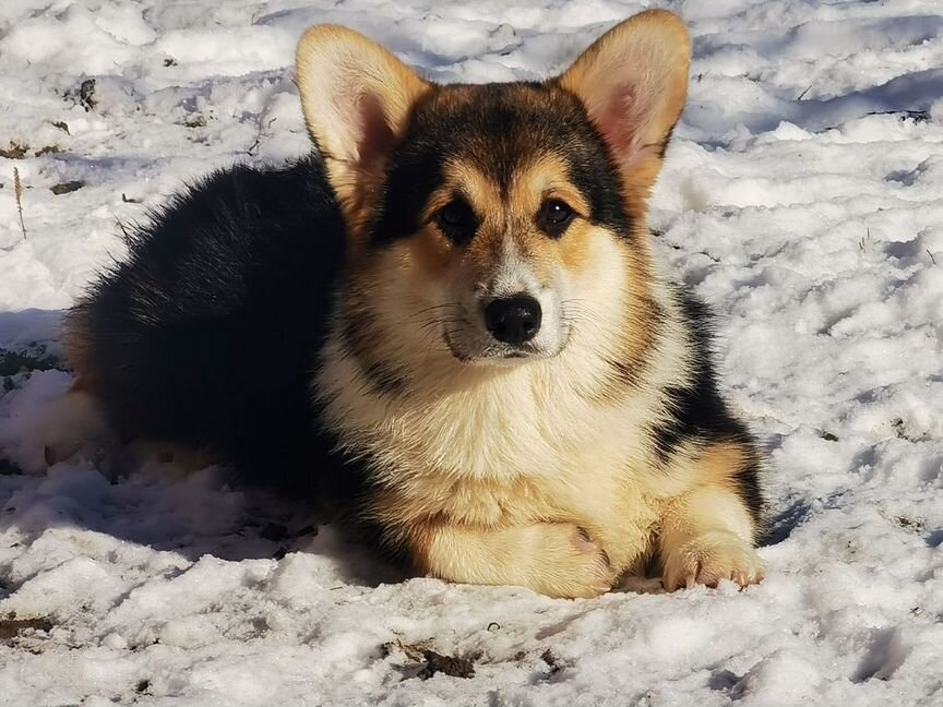 Вельш-корги пемброк