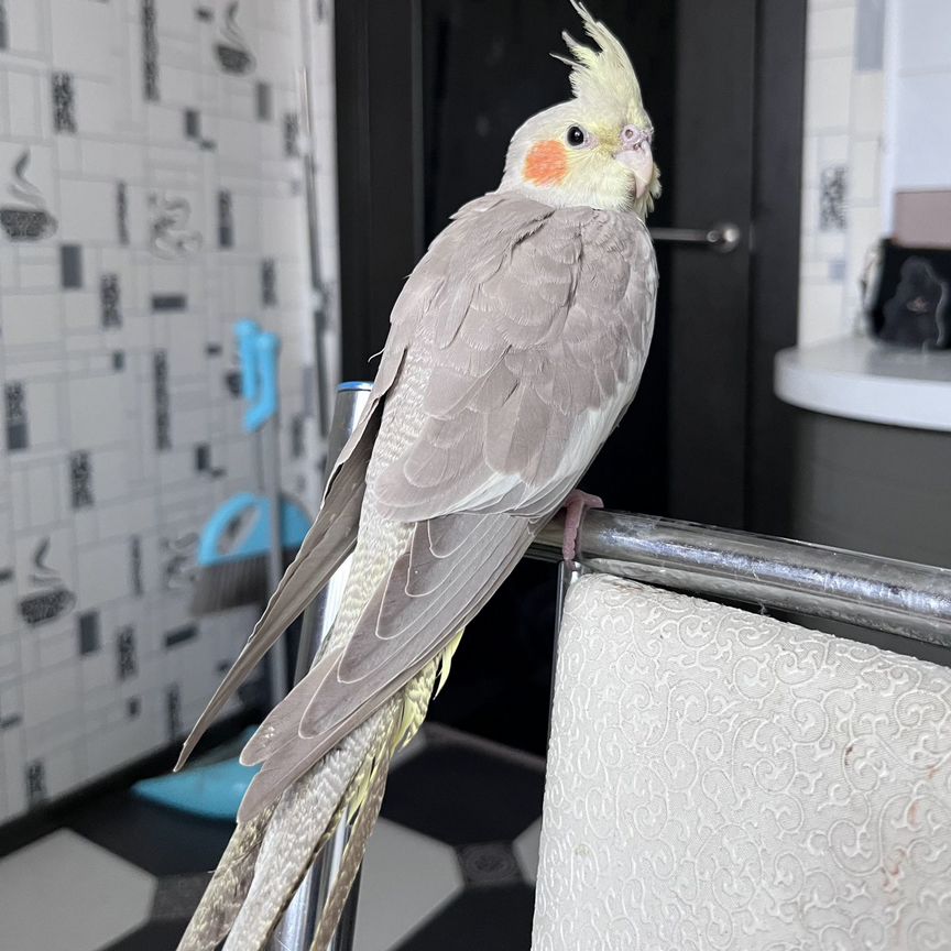 Попугай корелла самка