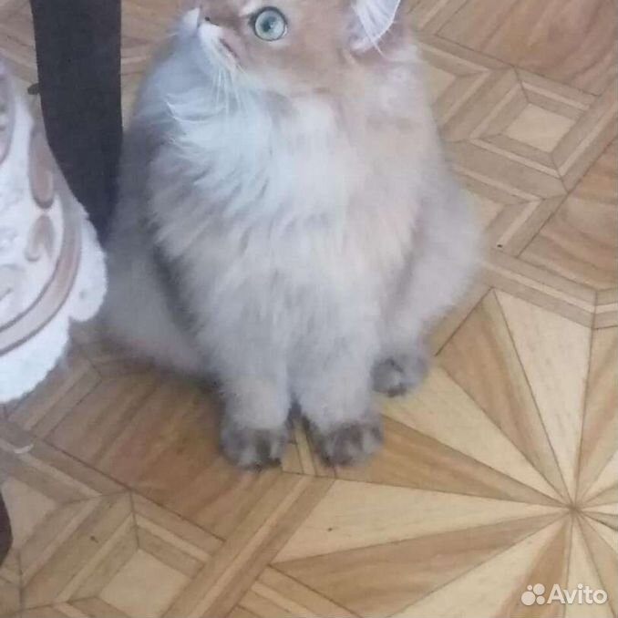 Кошки шотландцы