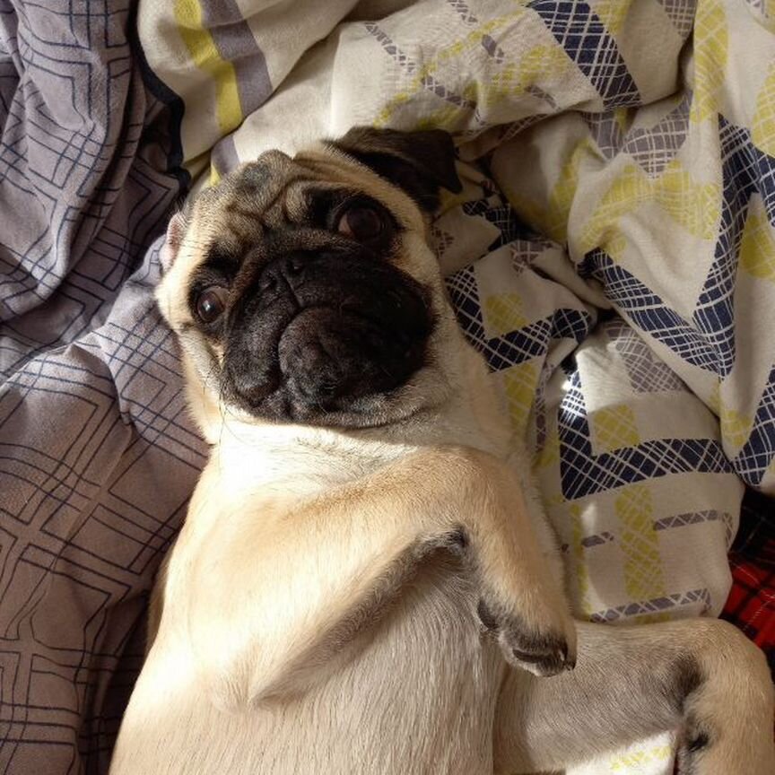 Мопс в добрые руки бесплатно