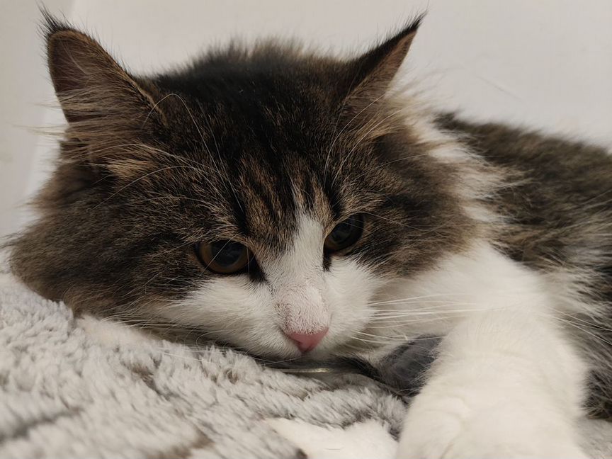 Кошка в добрые руки