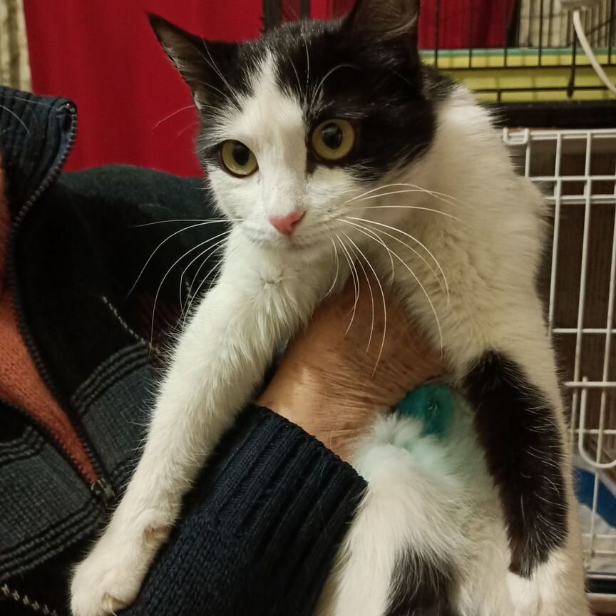 Кошечка привитая ласкушка