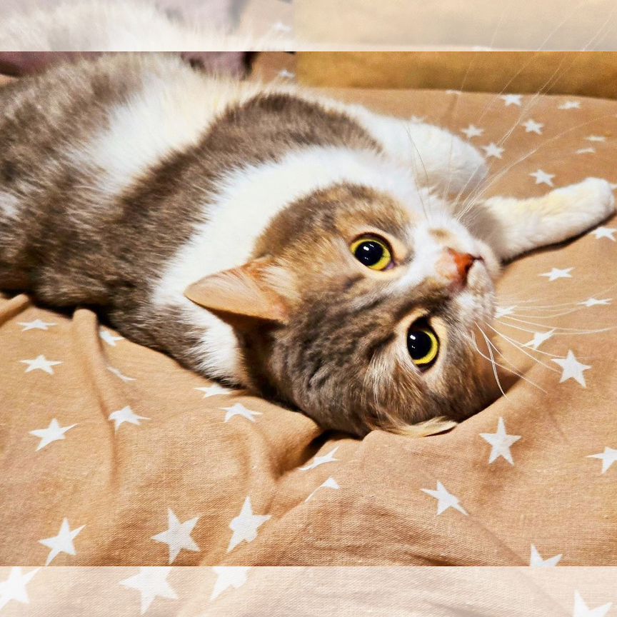 Кот Емеля 1,5лет кастрирован в квартиру, привезём