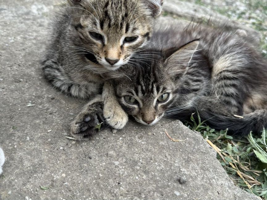 Европейские котятки