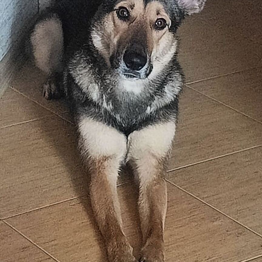 Рафик, собака, 1.5 года