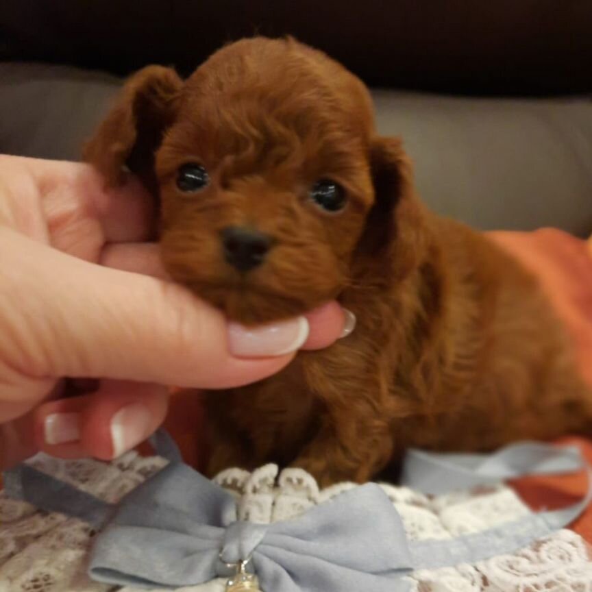 Малыши от тедди пуделя