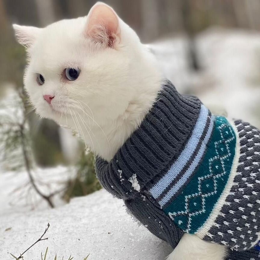 Брутальный кот