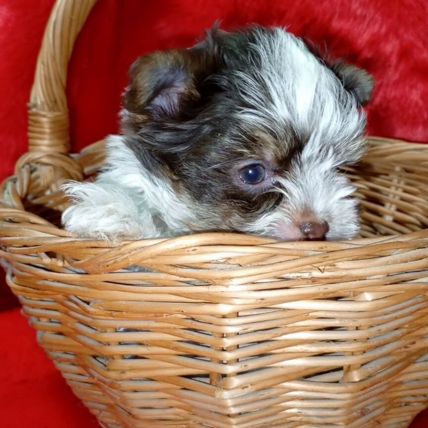 Бивер-йоркширский терьер, щенок