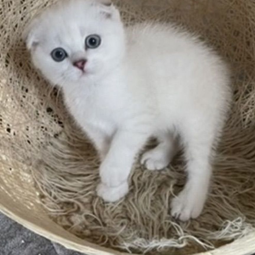 Домик для кошки