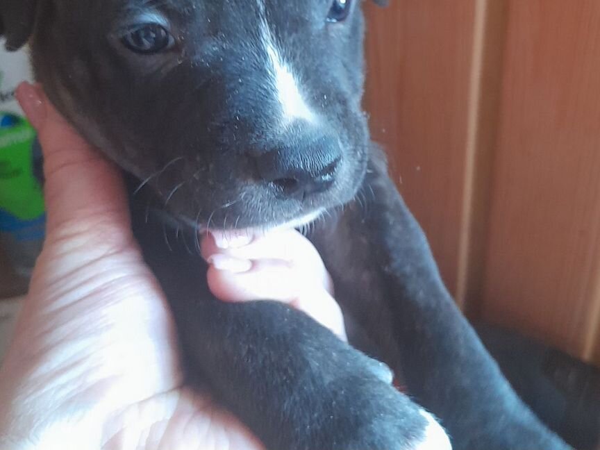 Стафтерьер