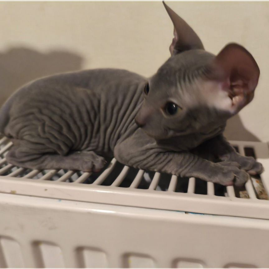 Донской сфинкс котёнок