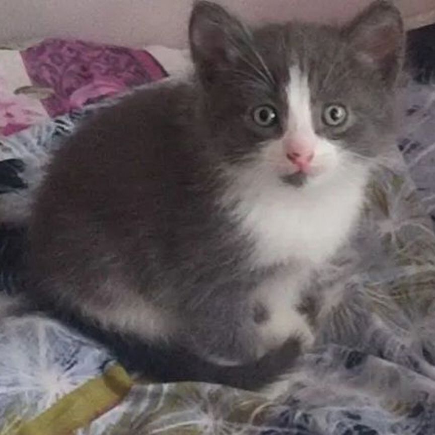 Котёнок в добрые руки