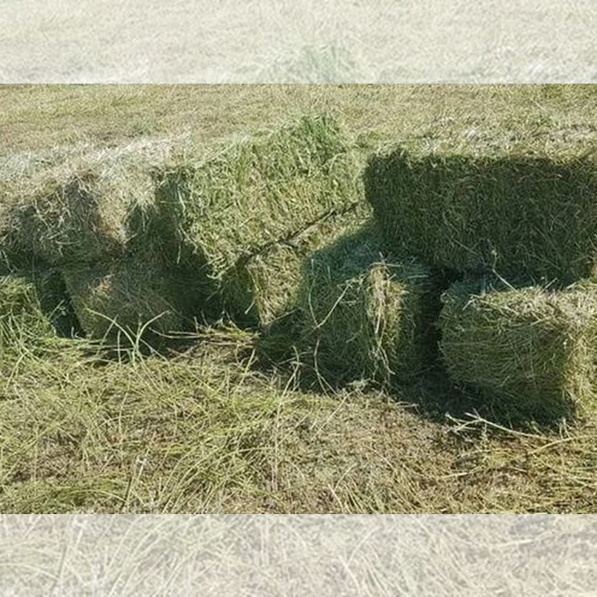 Сено в тюках