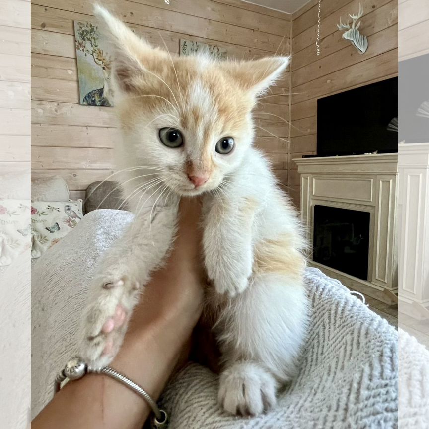 Котёнок в добрые руки