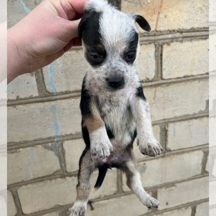 Кутята в добрые руки