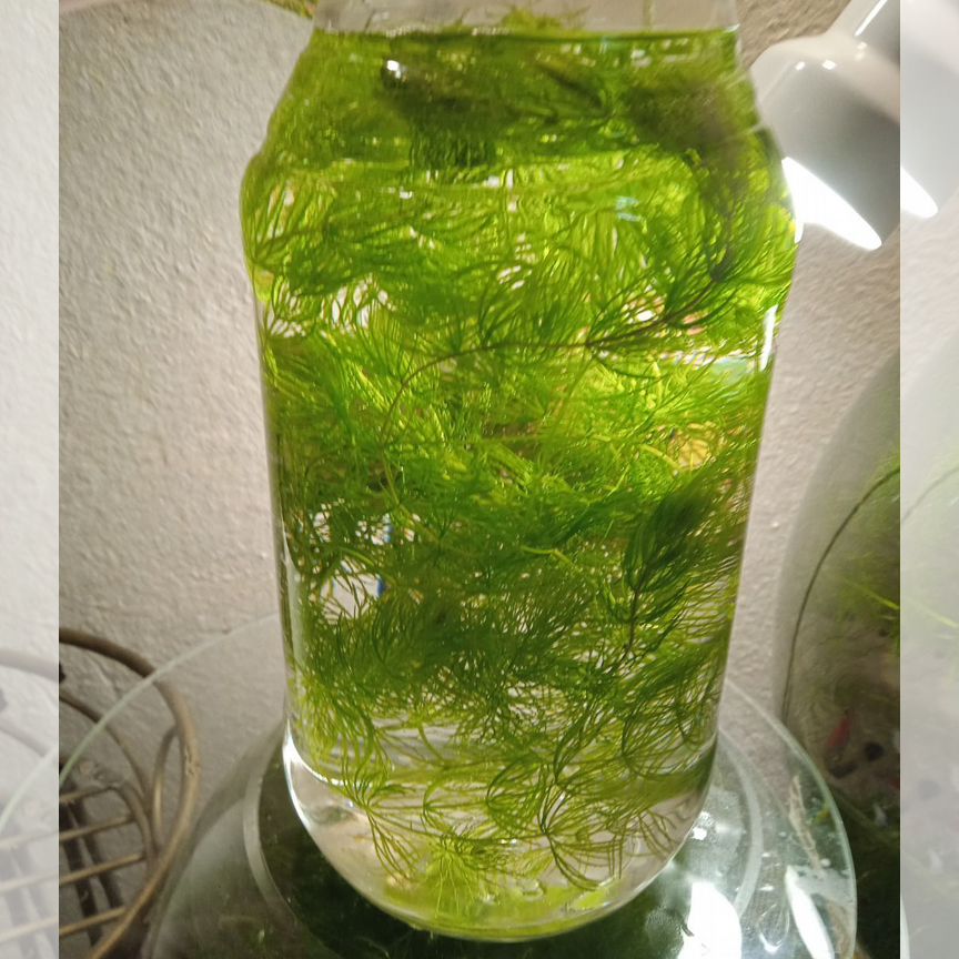 Роголистник в аквариум