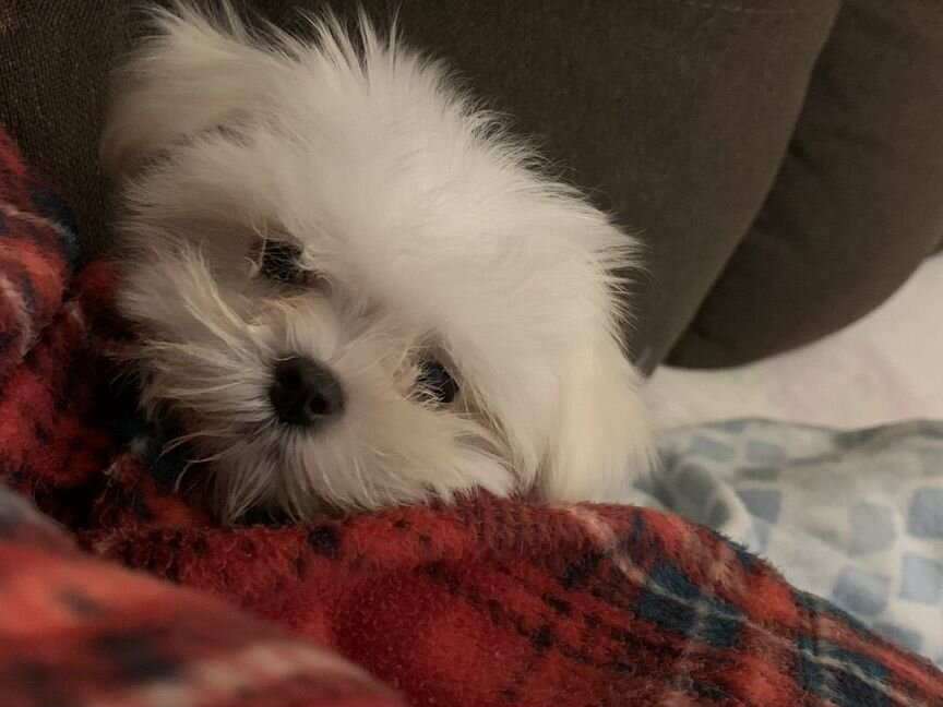 Мальтийская болонка миник