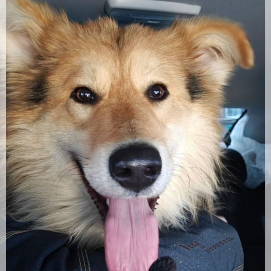 Отдам в добрые руки